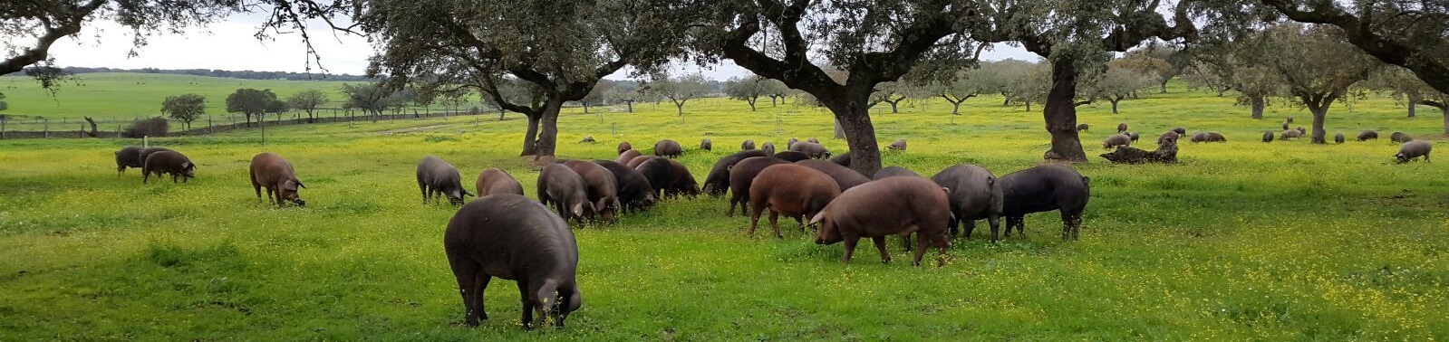 Jamon Iberico y Serrano - La Española Meats, Inc